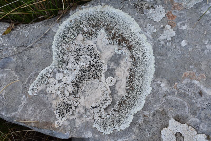 The Lichen on the Stone in the Shape of the Human Head Stock Image ...