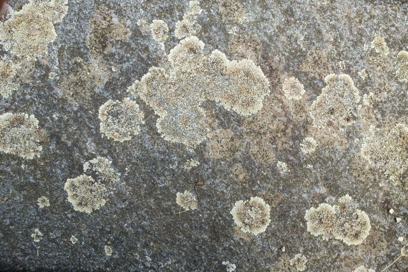 Lichen on a stone slab stock photo. Image of slab, stone - 64277690