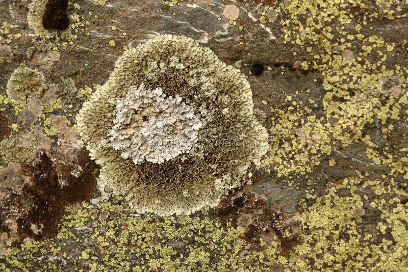Lichen on stone surface stock photo. Image of symbiotic - 58233704