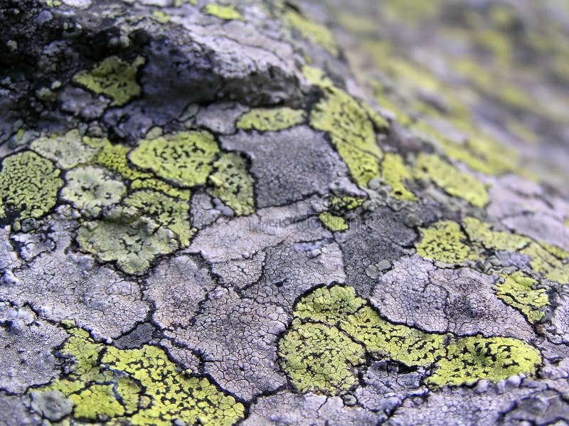 Lichen stone texture - DOF stock photo. Image of lichenous - 3204848