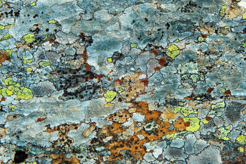 Lichen on stone stock image. Image of rock, mold, lichens - 61742771