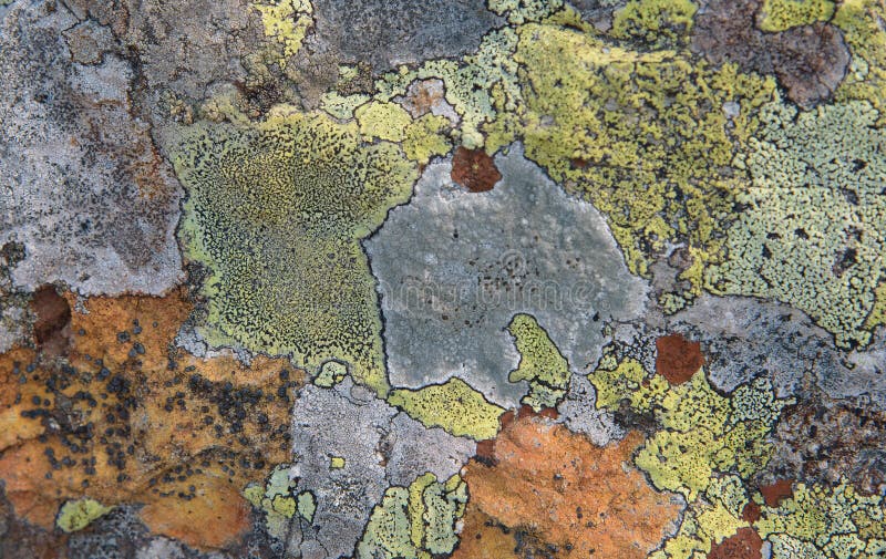 Lichen on stone stock image. Image of lichen, lichens - 62309331