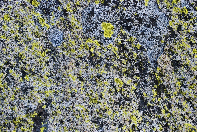 Lichen texture stock photo. Image of mold, rock, green - 10853324
