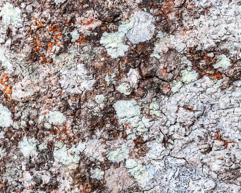 Lichen texture stock image. Image of decay, hardwood - 30244967