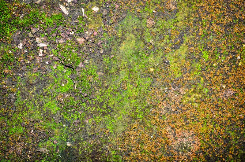 Lichen on the ground stock image. Image of design, england - 115697281