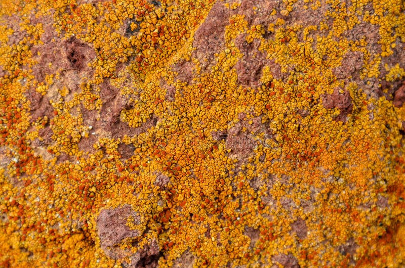 Lichen Texture Pattern stock photo. Image of abstract - 150187382
