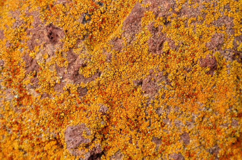 Lichen Texture Pattern stock photo. Image of biology - 153838956
