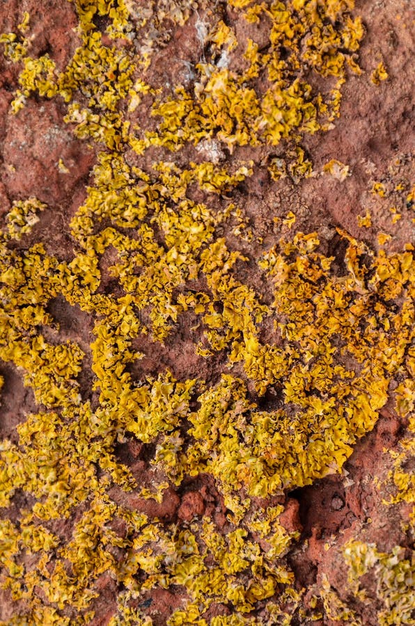 Lichen Texture Pattern stock photo. Image of fungus - 212673358