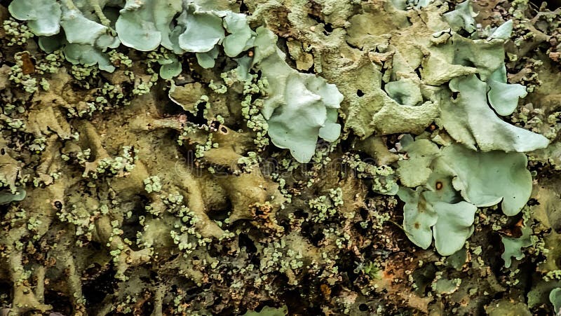 Lichen texture on tree stock illustration. Illustration of natural ...