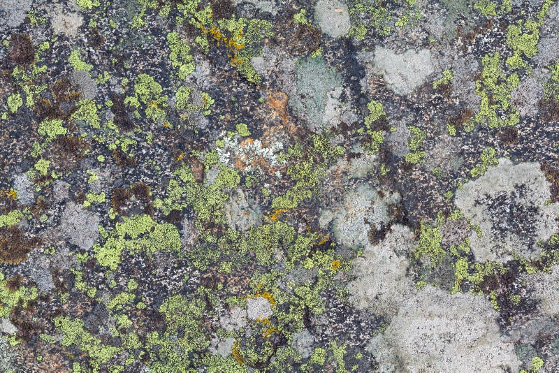 Lichen textures stock photo. Image of shapes, color, stone - 38394242