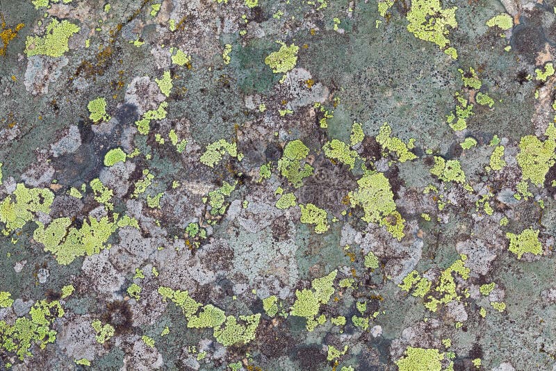 Lichen textures stock photo. Image of shape, color, vegetation - 38394630