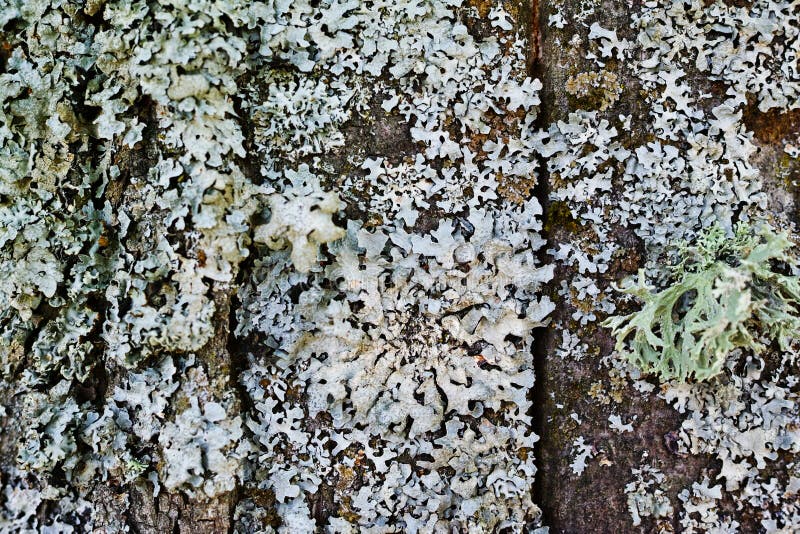 Lichen on Tree Bark, Abstract Nature Patterns in Detail Stock Photo ...