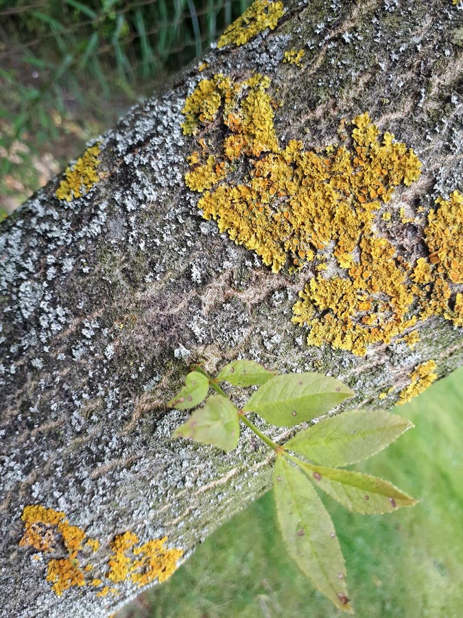 Lichen on the tree stock image. Image of foliose, flora - 183563613
