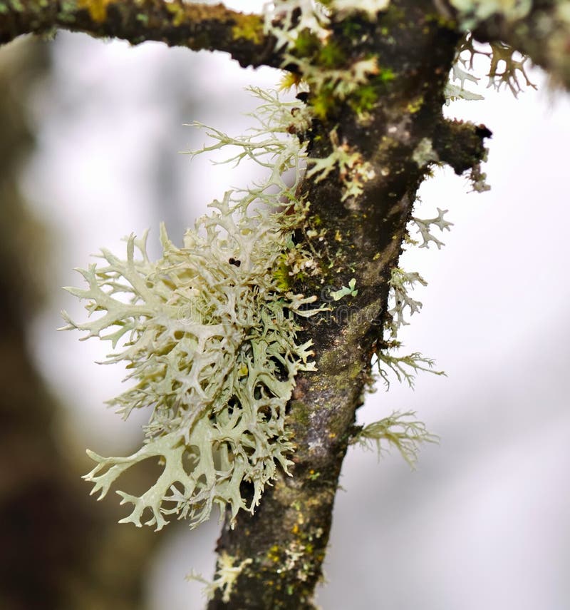 Lichen on tree branch stock photo. Image of lichen, parasite - 22040378