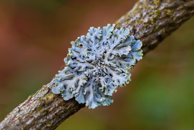 Lichen on on a Tree Branch on a Blurred Background Stock Photo - Image ...