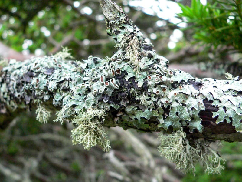 Lichen on a tree branch stock image. Image of kuril, close - 95152243