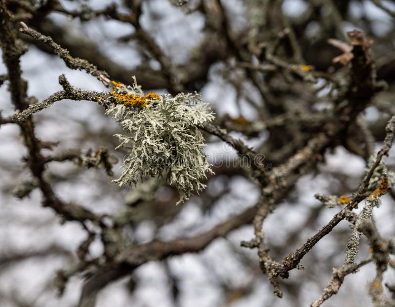 Lichen on tree branch stock image. Image of macro, biology - 180501759