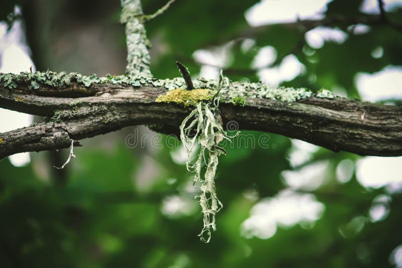 Lichen on Tree Branch in a Summer Forest. Stock Photo - Image of forest ...