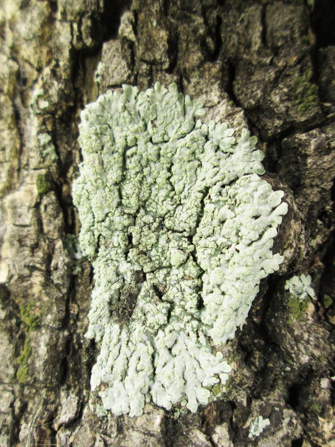 Lichen on a tree stock image. Image of skin, background - 62525987