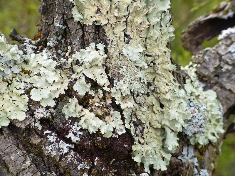 Lichen on Tree 1 stock image. Image of macro, growing - 165695177