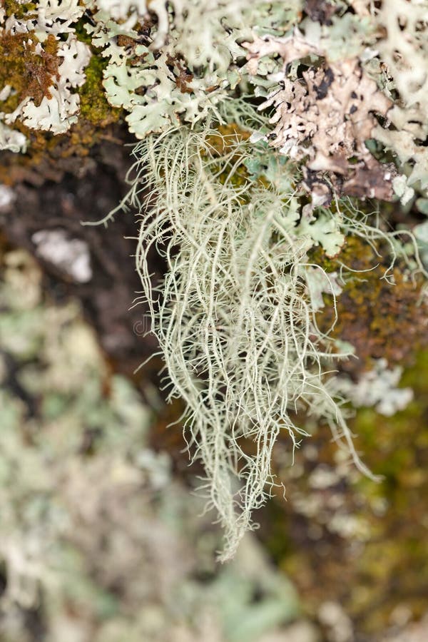 Lichen on a tree stock image. Image of wood, outdoor - 260260923