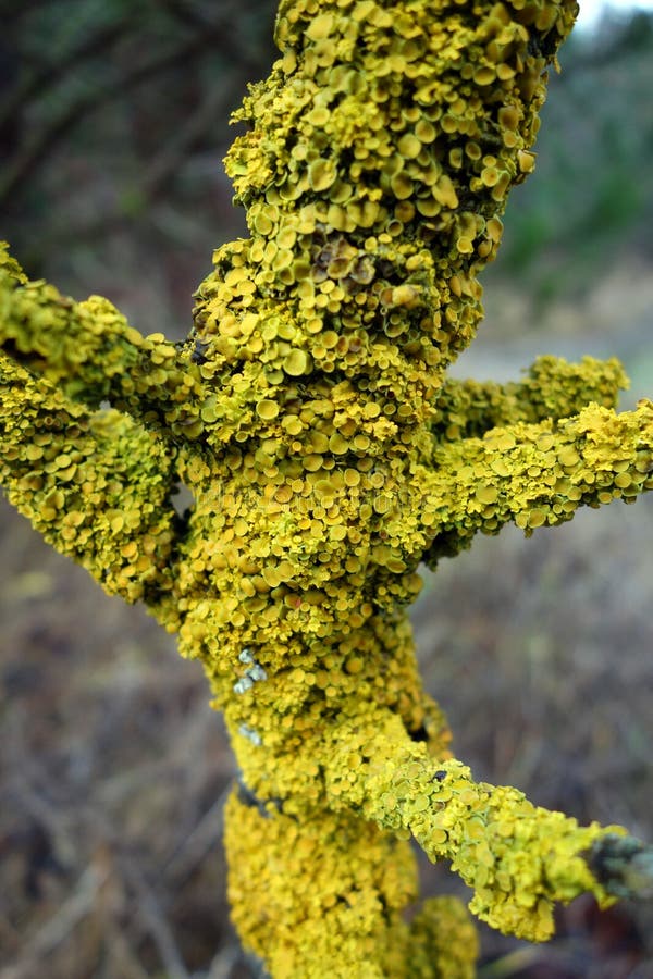 Lichen on tree stock photo. Image of bark, health, common - 83362952