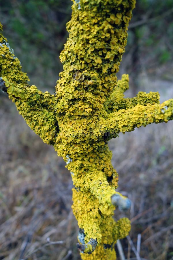 Lichen on tree stock photo. Image of detail, illness - 83363034