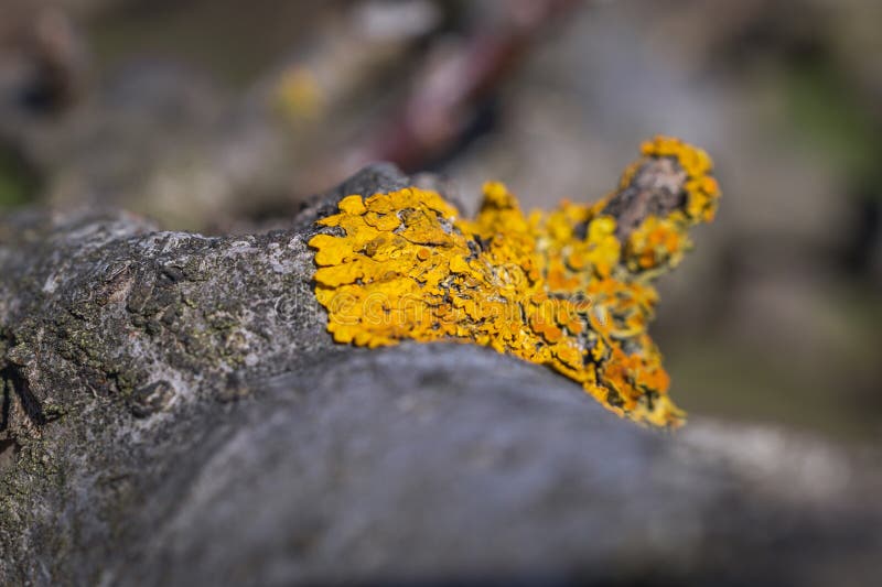 Lichen on a tree stock photo. Image of organism, nature - 386486292