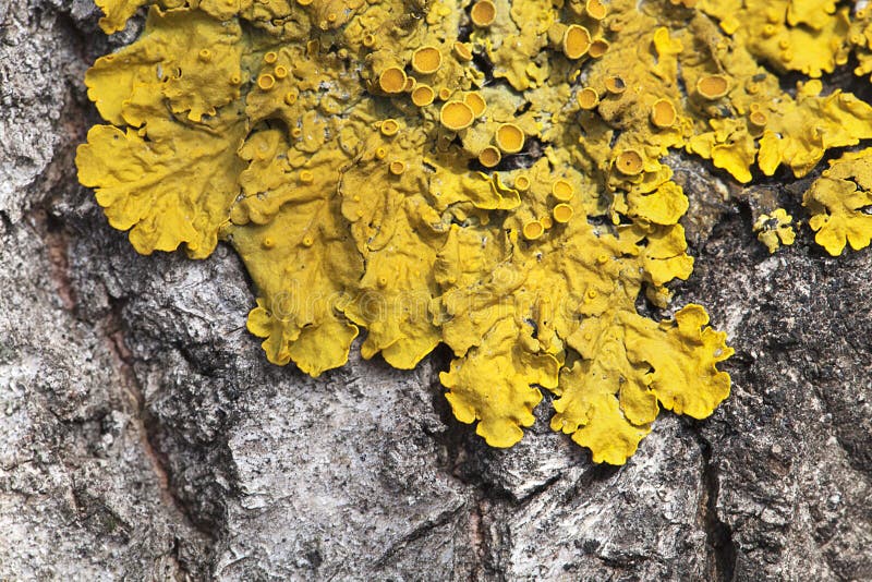 Lichen on a tree stock photo. Image of environment, nature - 50173968