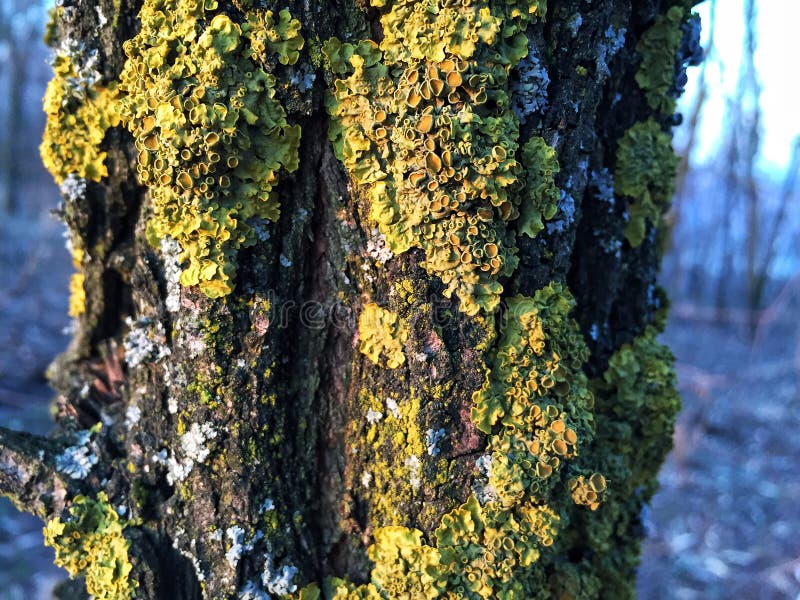 Lichen tree stock photo. Image of life, lichen, nature - 53321388