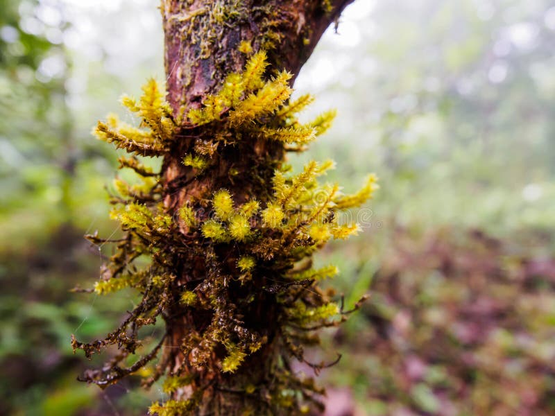 Lichen on Tree in Tropical Rain Forest Stock Photo - Image of park ...