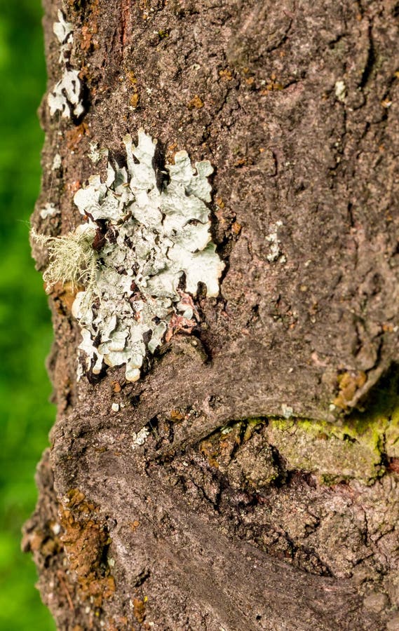 Lichen on a tree trunk stock photo. Image of gray, botany - 185213654