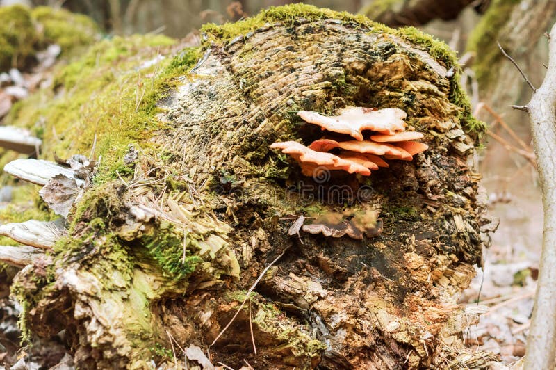 Red Mushrooms on the Tree in the Moss, Lichen on the Trees Stock Photo ...