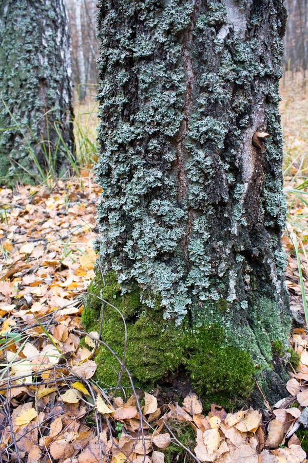 Lichen on the trunk stock photo. Image of moss, texture - 20343418