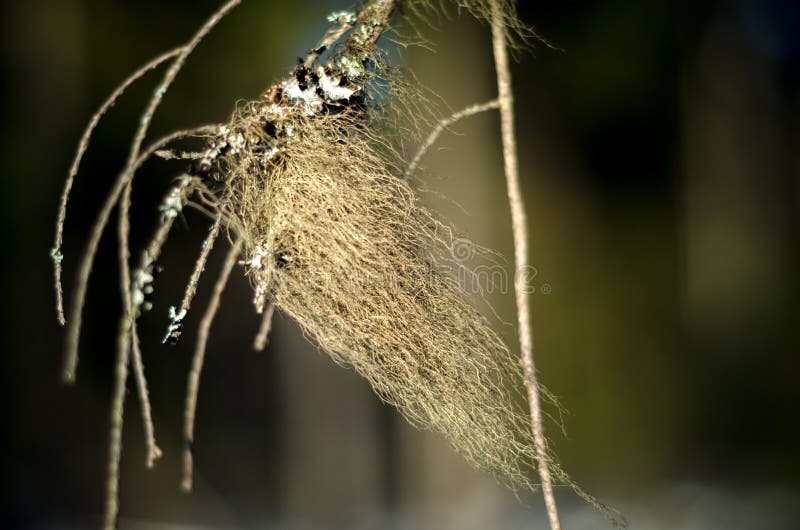 Lichen Usnea on branches stock photo. Image of flora - 84754722