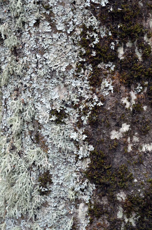 Lichen Vs Moss Stock Photos - Free & Royalty-Free Stock Photos from ...