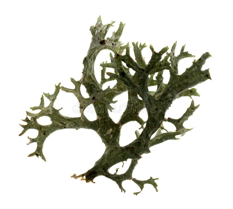Lichen in a White Background. Stock Photo - Image of green, nature ...