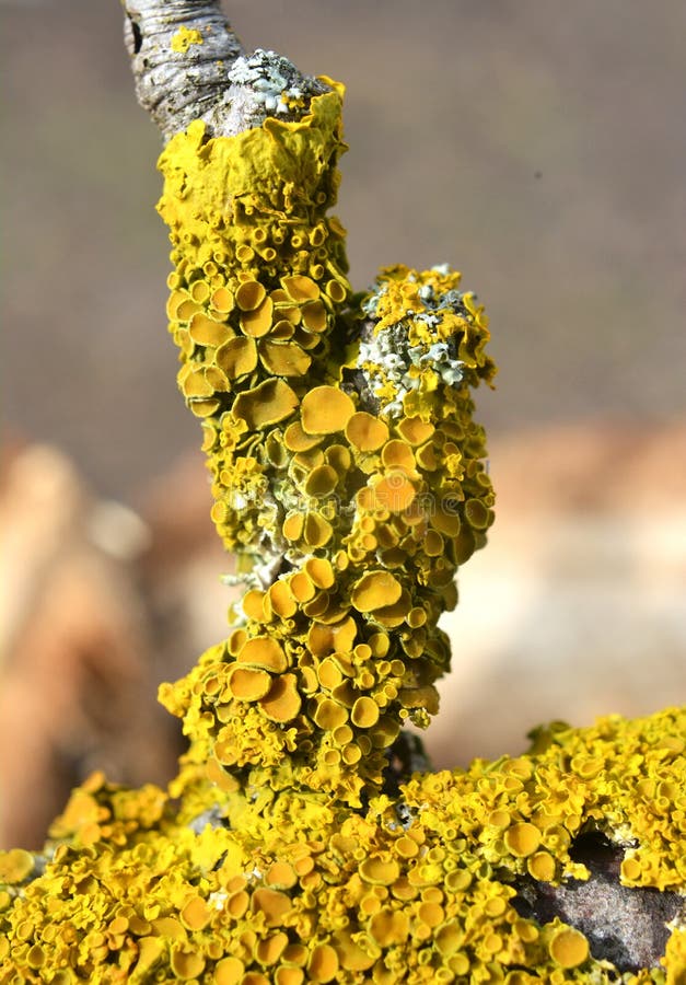 The Lichen Xanthoria Parietina Grows on the Bark of a Tree Stock Photo ...