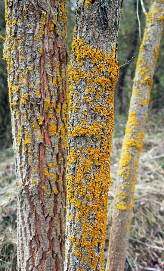 The Lichen Xanthoria Parietina Grows on the Bark of a Tree Stock Photo ...