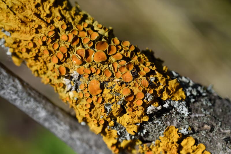 Lichen Xanthoria the wall stock photo. Image of lichen - 65784224