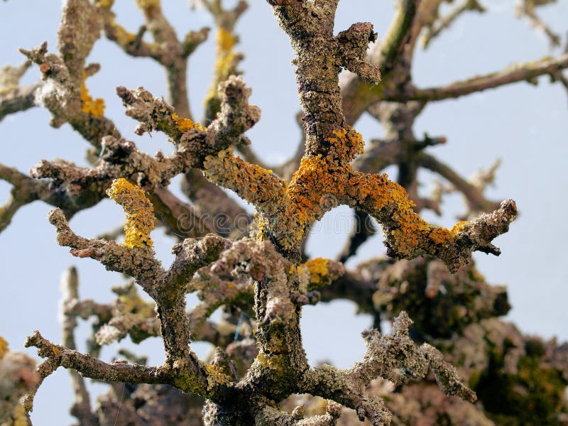 Lichenes stock image. Image of parietina, ordinary, selection - 19497997