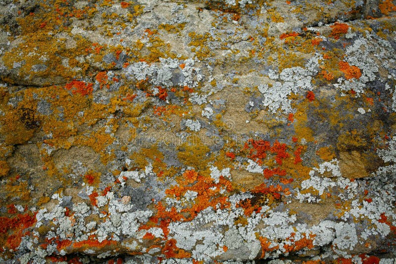 Licheni su una roccia immagine stock. Immagine di ecologia - 16167945