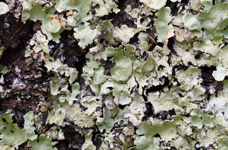Lichens stock photo. Image of lichens, background, colors - 16193816