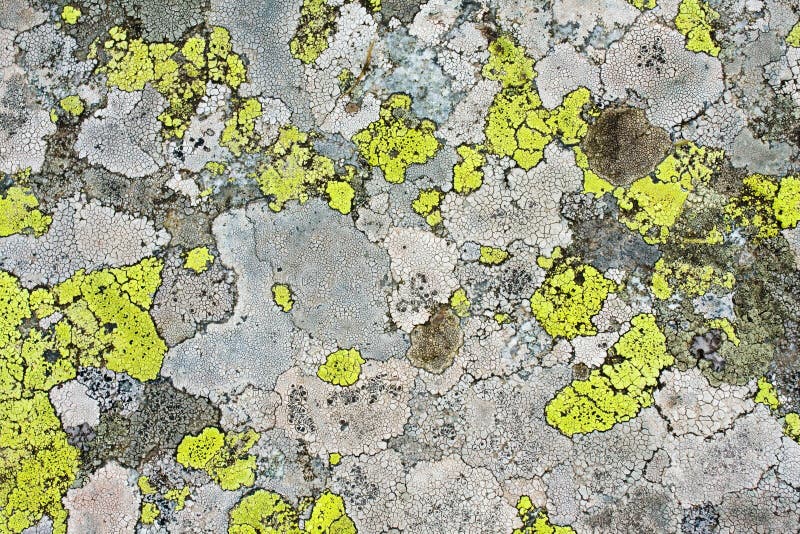 Lichens as background stock photo. Image of lichen, moss - 33674762