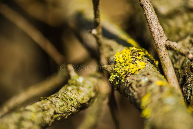 Lichens on Branch Dry Tree. Stock Image - Image of green, hypha: 257730917