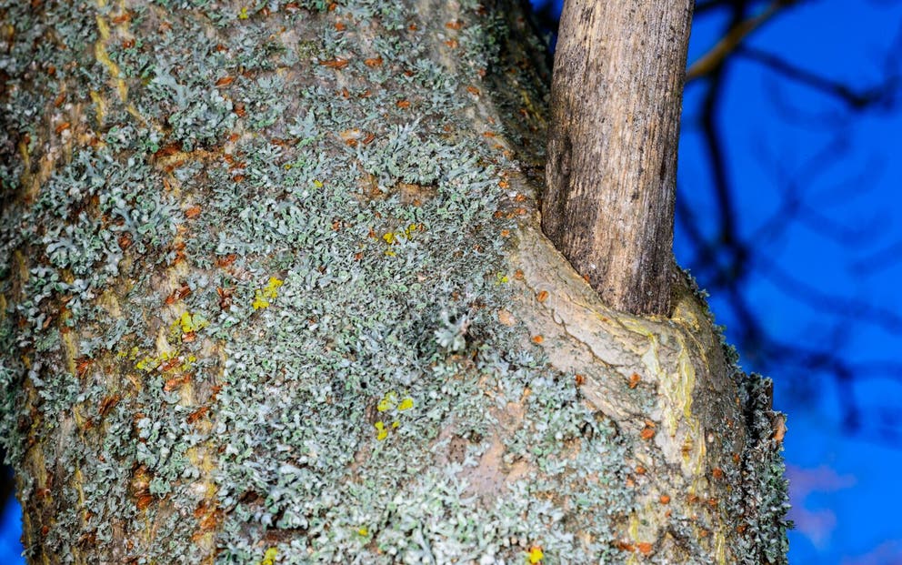 Lichens on the Bark of an Old Tree, Different Types of Lichens Growing ...