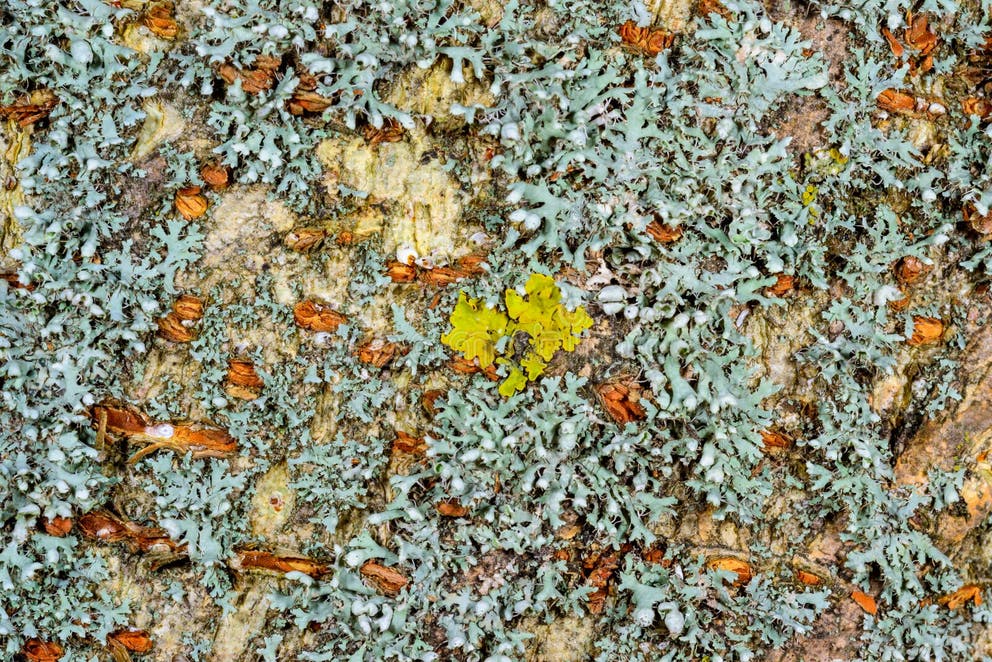 Lichens on the Bark of an Old Tree, Different Types of Lichens Growing ...