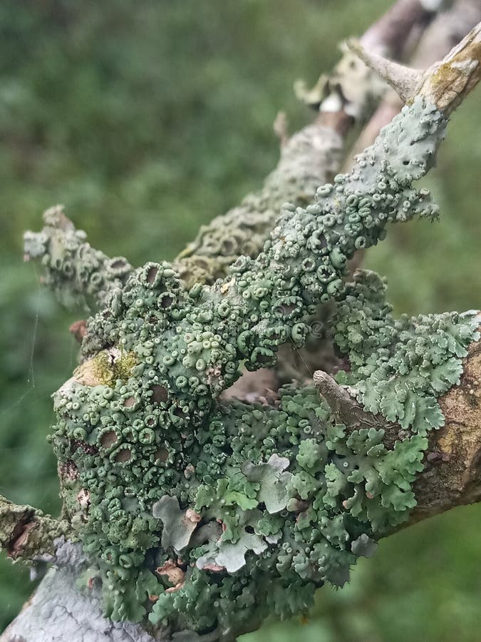 Lichens on Branch of Tree, Symbol of Air Pollution Stock Photo - Image ...