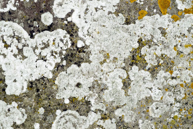 Lichens Close Up Background Texture Stock Image - Image of structure ...
