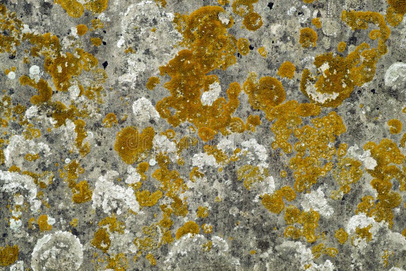 Lichens Close Up Background Texture Stock Photo - Image of color ...